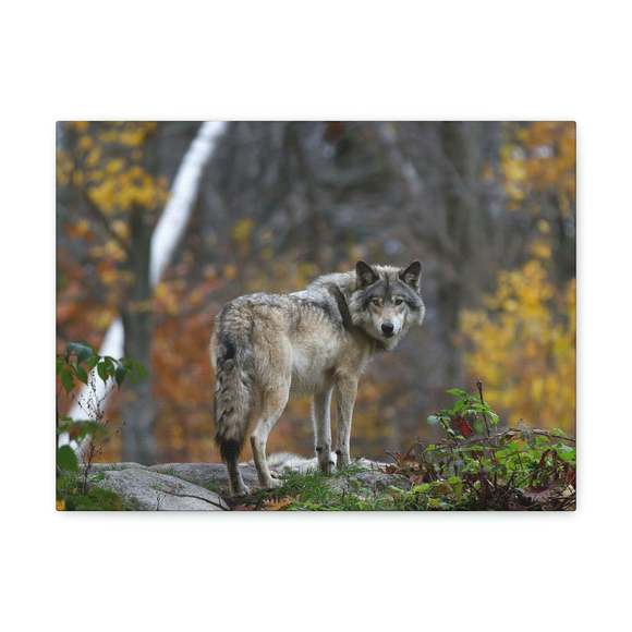 Majestic Wolf Art Majestic Wolf Print Animal Wall Art Wildlife Canvas ...